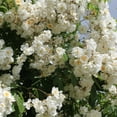 Heirloom Roses Darlow's Enigma - Rambling Rose Bush with Pure White ...