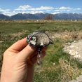 American Badger Badge Reel ID holder: Gift for Nurses, vet techs ...