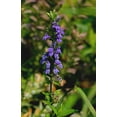 Great Blue Wildflower Seeds/ Perennial/ Full Sun/2500 Seeds 1/10 Gram ...