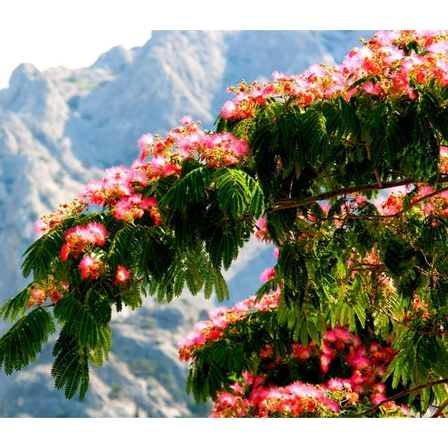 30 Persian Silk Tree Seeds - Summer Mimosa Silk Tree Seed, Silk Tree ...