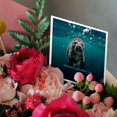 3drose, Manatee Appreciation Day Florida, Mexico, and the Caribbean, 12 ...
