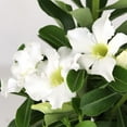 Altman Plants White Desert Rose Succulent (Adenium) in 1 Gallon Grower ...