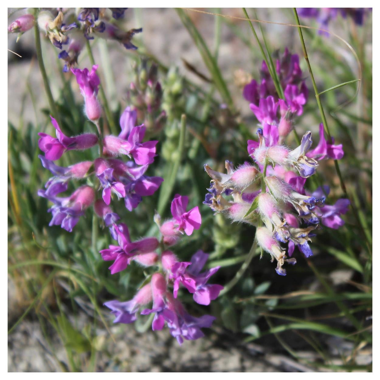 Everwilde Farms - 1 lb Purple Locoweed Native Wildflower Seeds - Gold ...