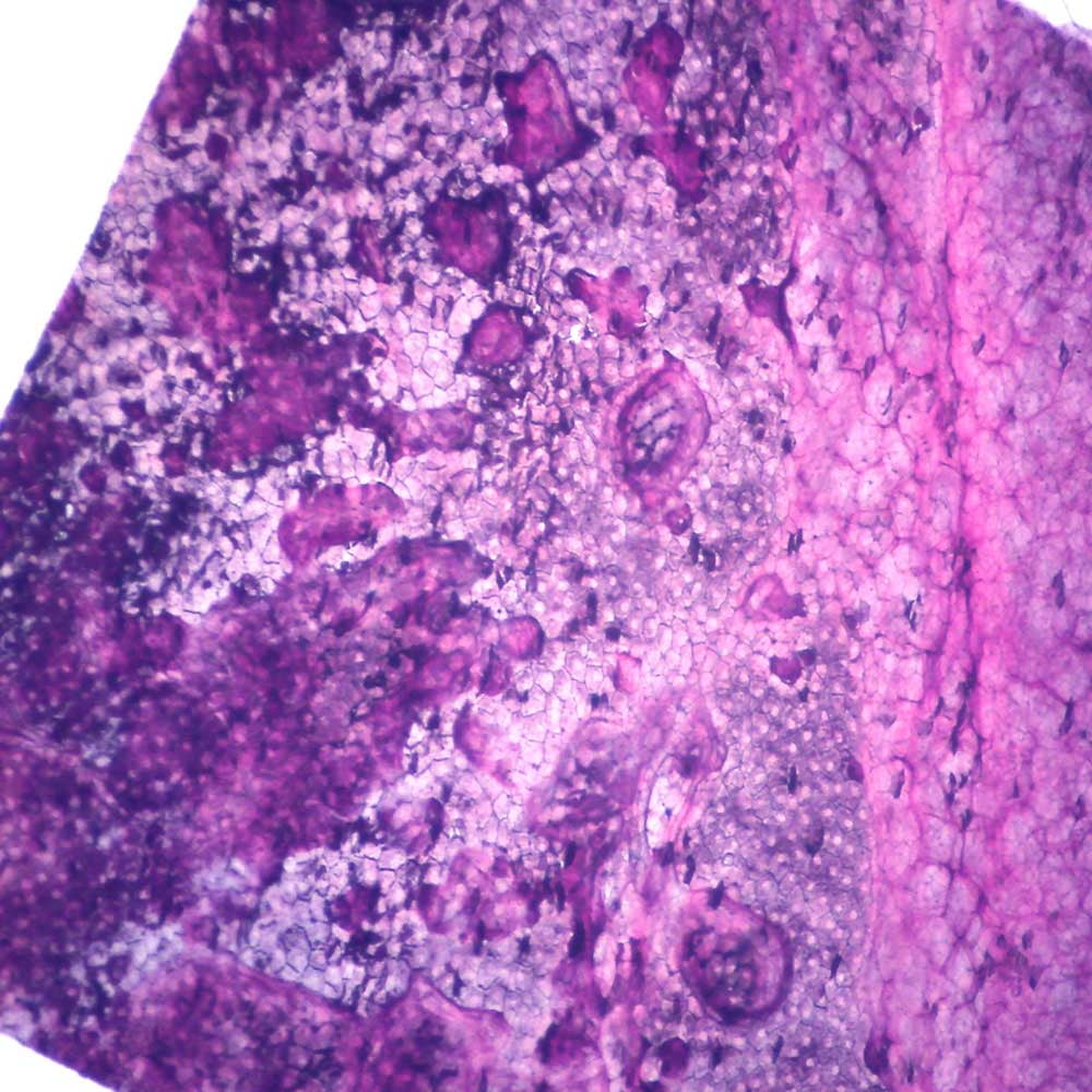 Simple Columnar Epithelium 100x