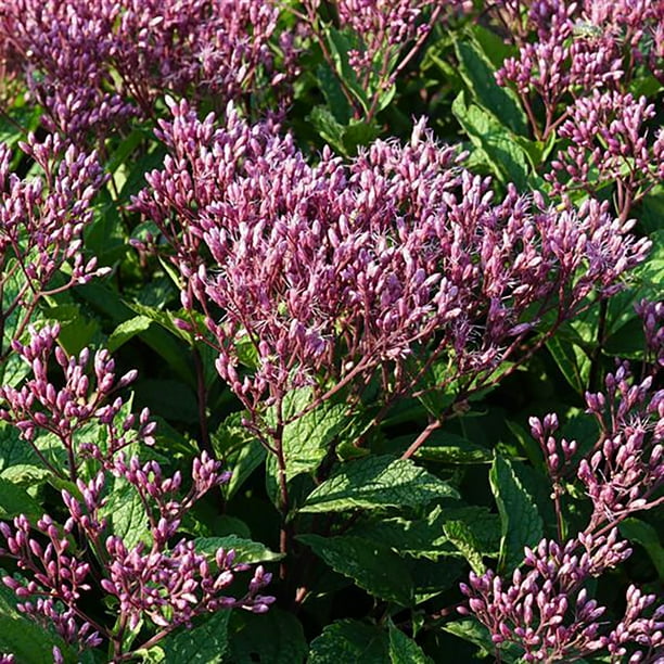 Euphoria™ Ruby Joe-Pye Weed Perennial - Eupatorium purpureum - Gallon ...
