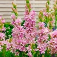 Tuberose For Planting - Suitable for Courtyard Gardening - Deer ...