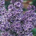 25 Purple White Lilac Seeds Tree Fragrant Hardy Perennial Flower 354 US ...