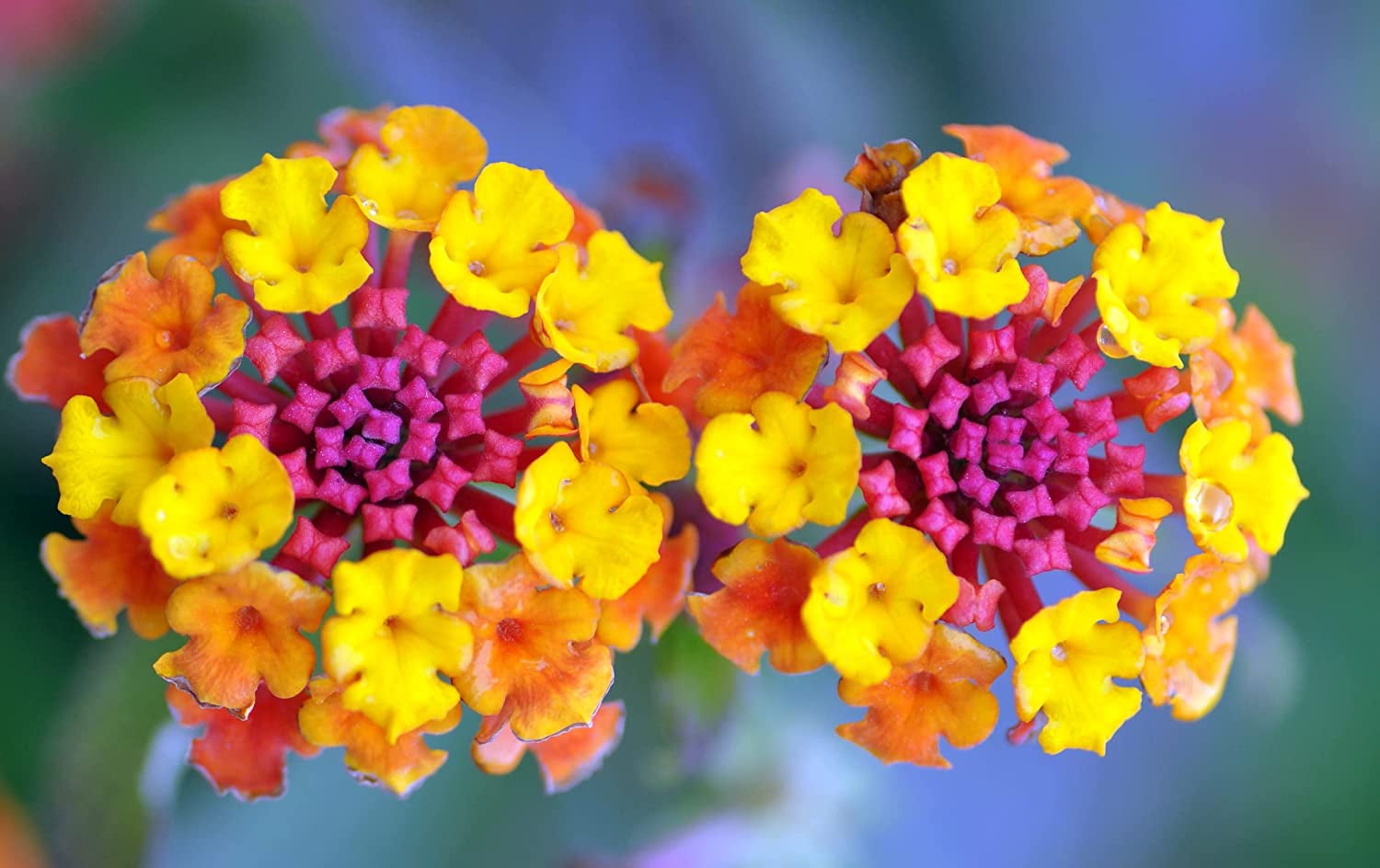 Lantana Flower Seeds for Planting - Mixed Color Flower Seeds to Plant ...