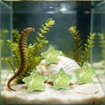 10 Pack Resin Star Shape for Aquarium Visible In Dark 2cm DIY ...