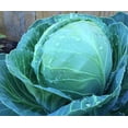 Scarborough Seeds Golden Acre Cabbage 500 Seeds Heirloom Non GMO Garden ...