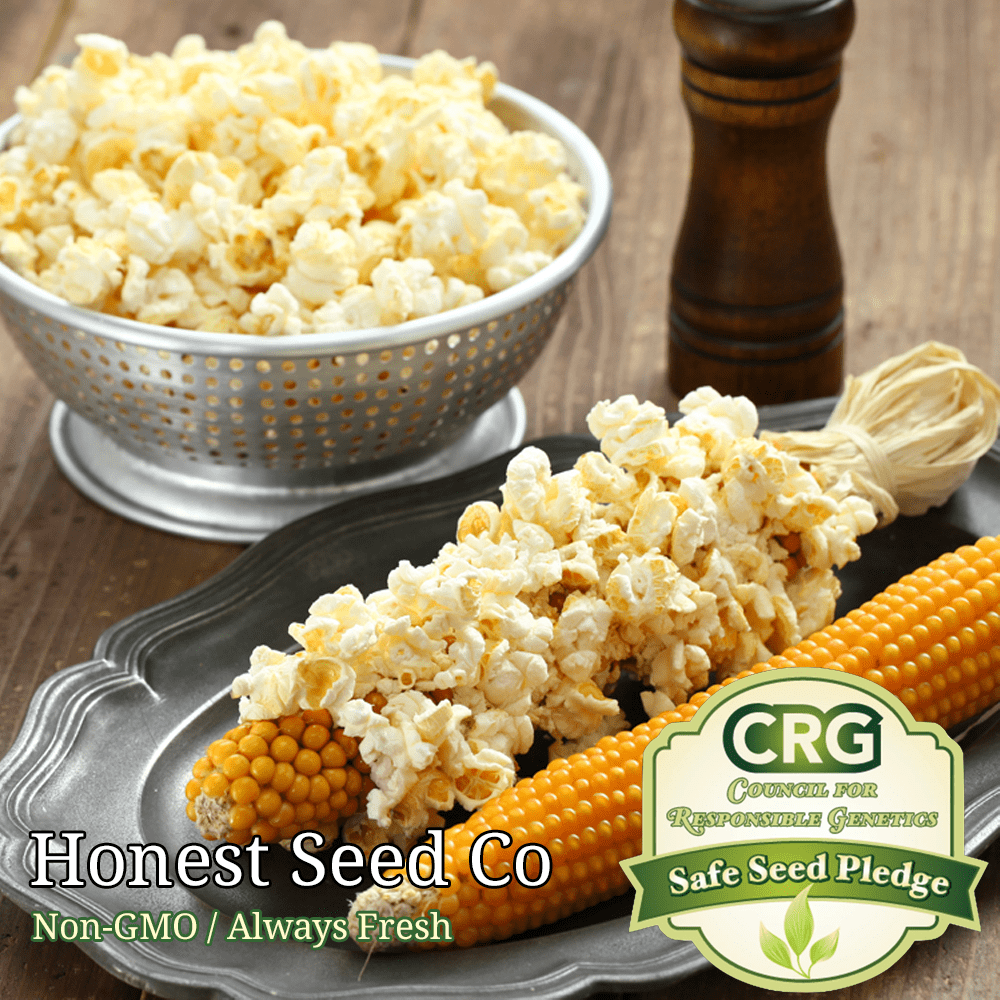 Yellow POPCORN Corn Seeds for planting | Non-GMO | UNTREATED | Bulk ...