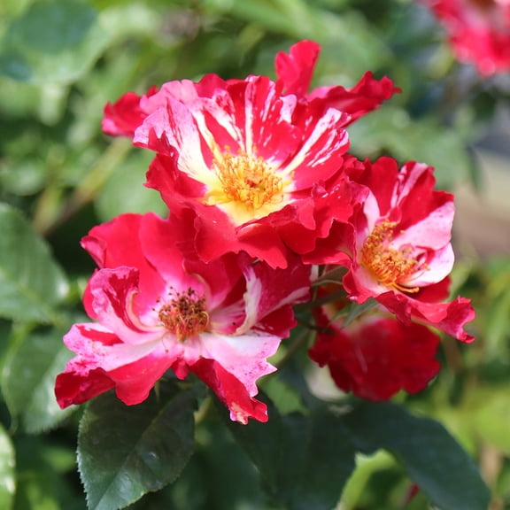 Heirloom Roses - Bolero Rose Bush - White Floribunda Rose Plants ...