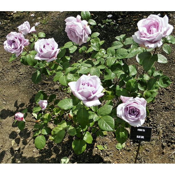 Blue Girl Hybrid Tea Rose Bush - Bare Root - Walmart.com
