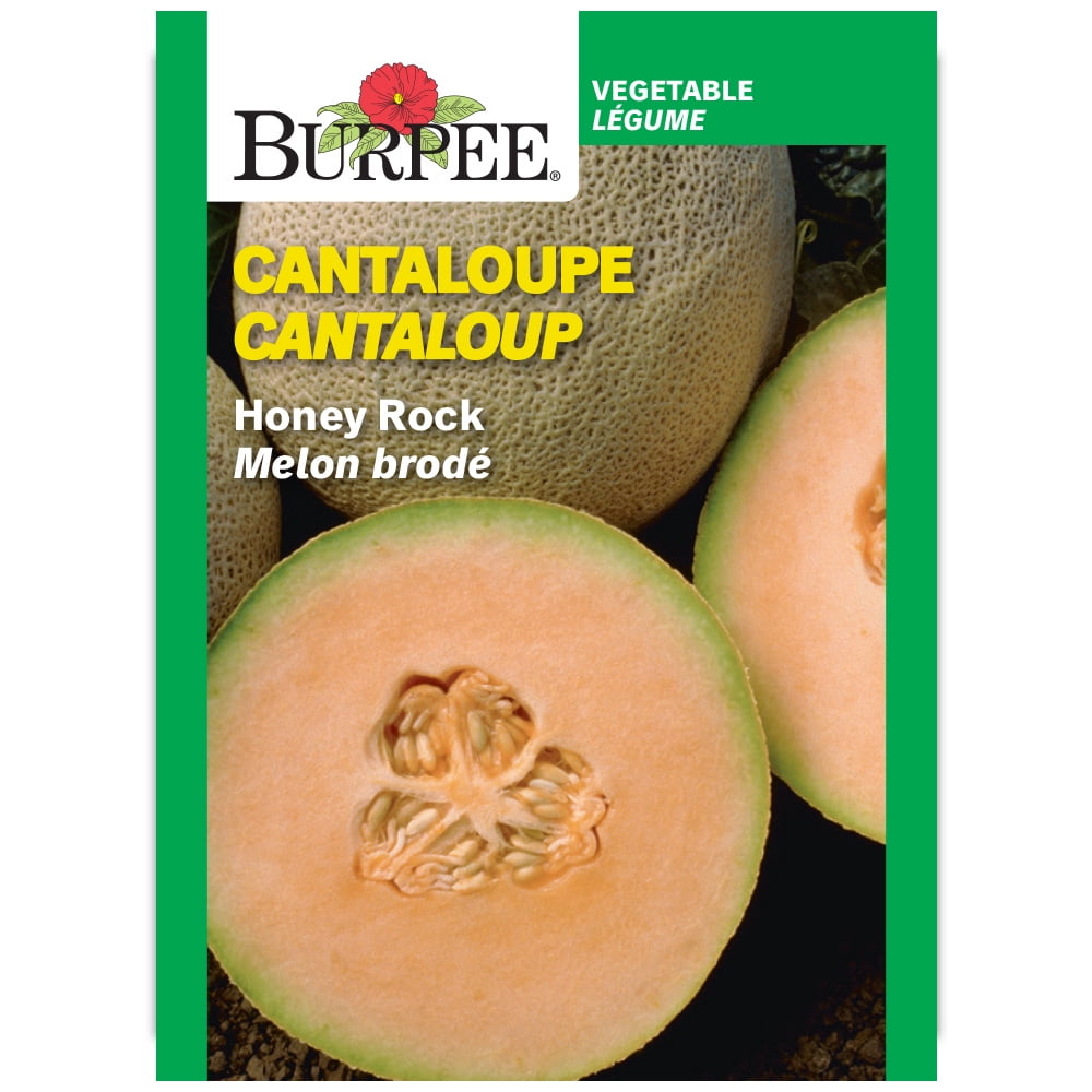 Click here for Burpee Canada Burpee Honey Rock Cantaloupe prices