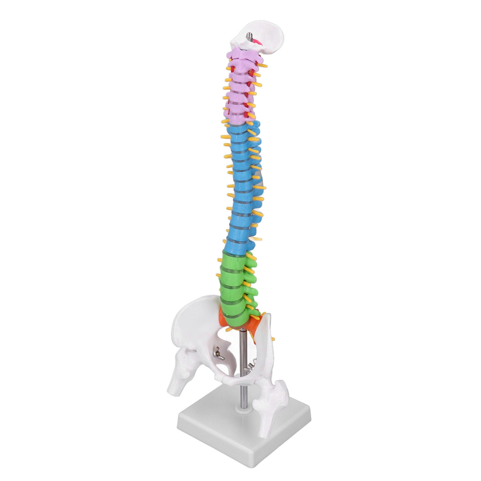Modelo de columna vertebral ANGGREK de PVC 45 cm con base para ...
