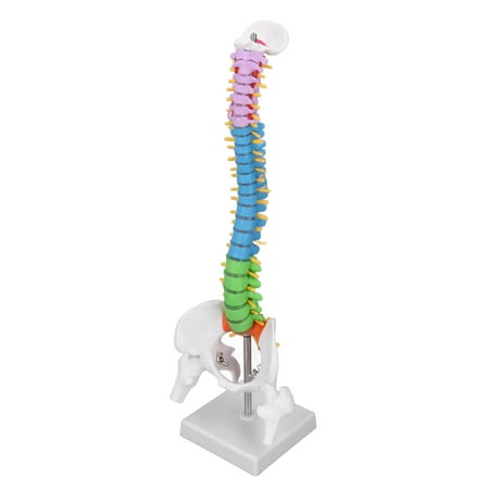 Human Spine Model, Vertebral Column Model Teaching Tool Colour Coded ...