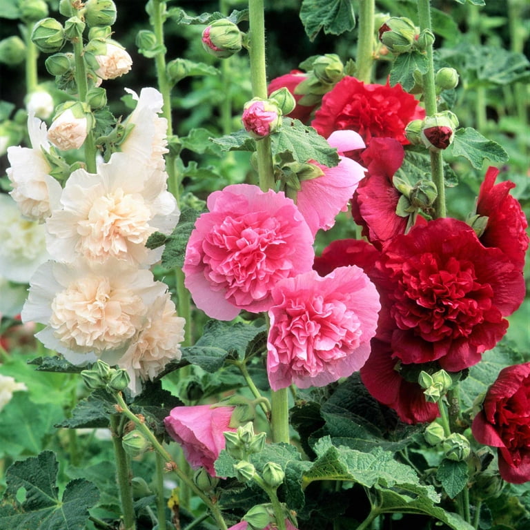 Yellow Hollyhock Flowers