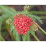 Red Yarrow Wildflower Seeds/ Perennial/ Full Sun/1500 Seeds 1/4 Gram ...