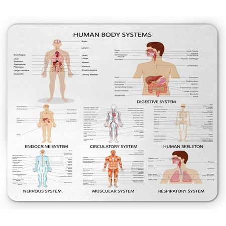 Ambesonne Human Anatomy Mouse Pad, Complete Chart Different Organ Body ...