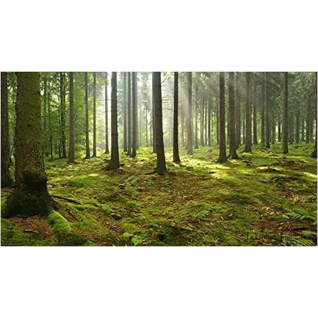 aquarium terrarium backgrounds main (forest, 38”l x 18”h) - Walmart.com