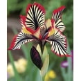 Iris Planting-Beautiful Gift Garden-Bloom Year After Year-(Non ...