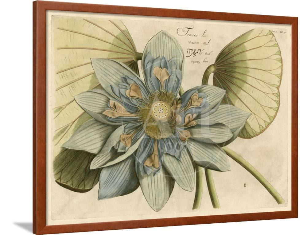 Blue Lotus Flower I, Botanical Framed Art Print Wall Art Sold by Art ...
