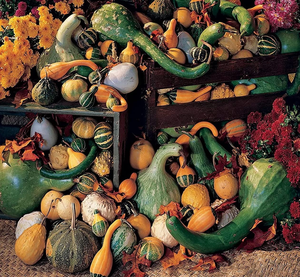 Large Gourd Mix Seeds to Grow | 25+ Seeds | Grow Your Own Fall Decor ...