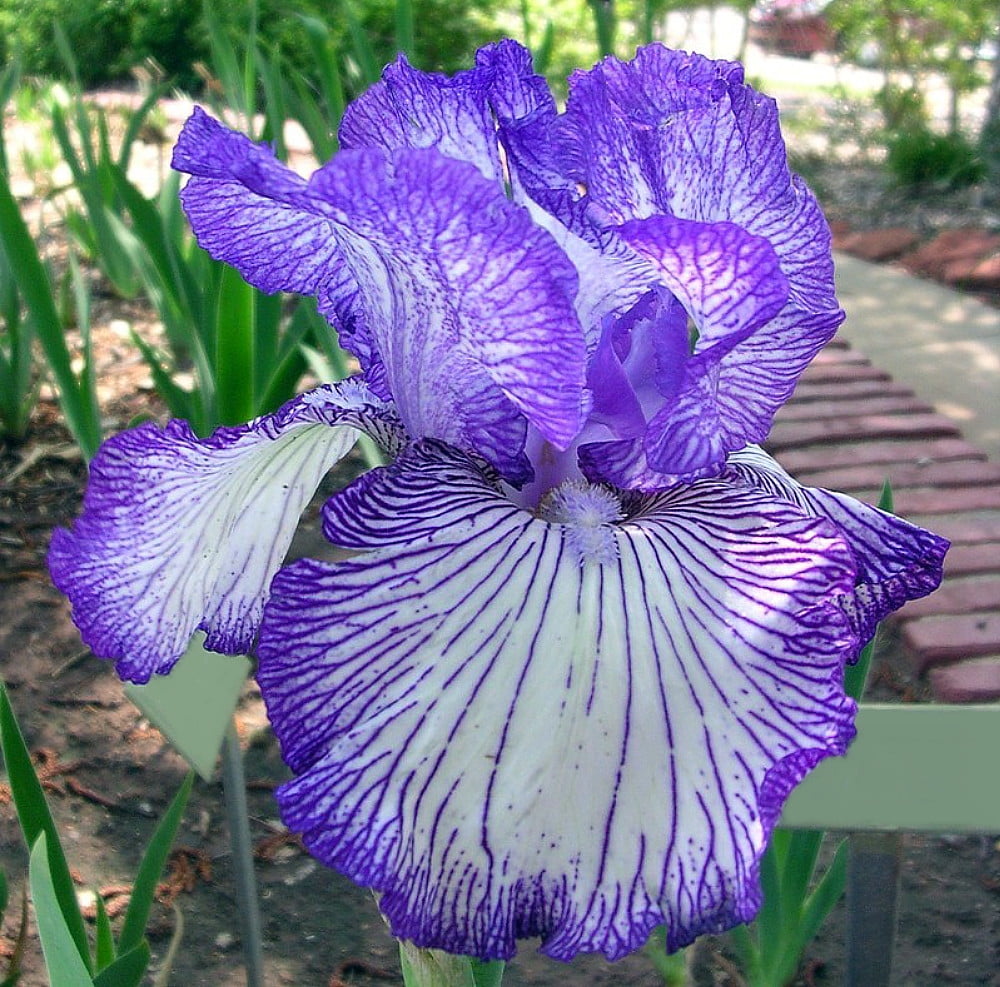 Autumn Circus Bearded Iris - REBLOOMER - #1 Size Root - Walmart.com