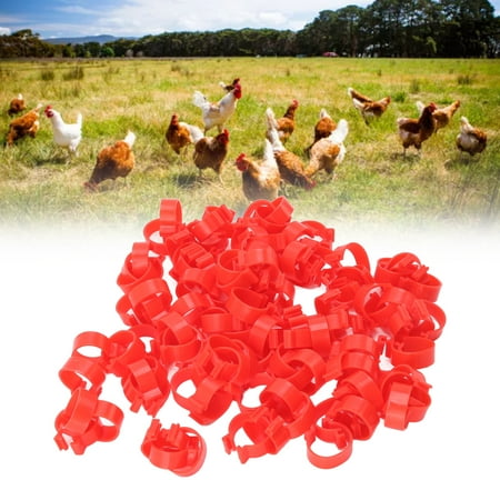 Duck Foot Ring, Chicken Ankle Rings, Chicken Foot Ring, Chickens Leg ...