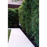 Graceful Bamboo Plant 1 Live Plant Bambusa Textilis Gracilis Privacy ...