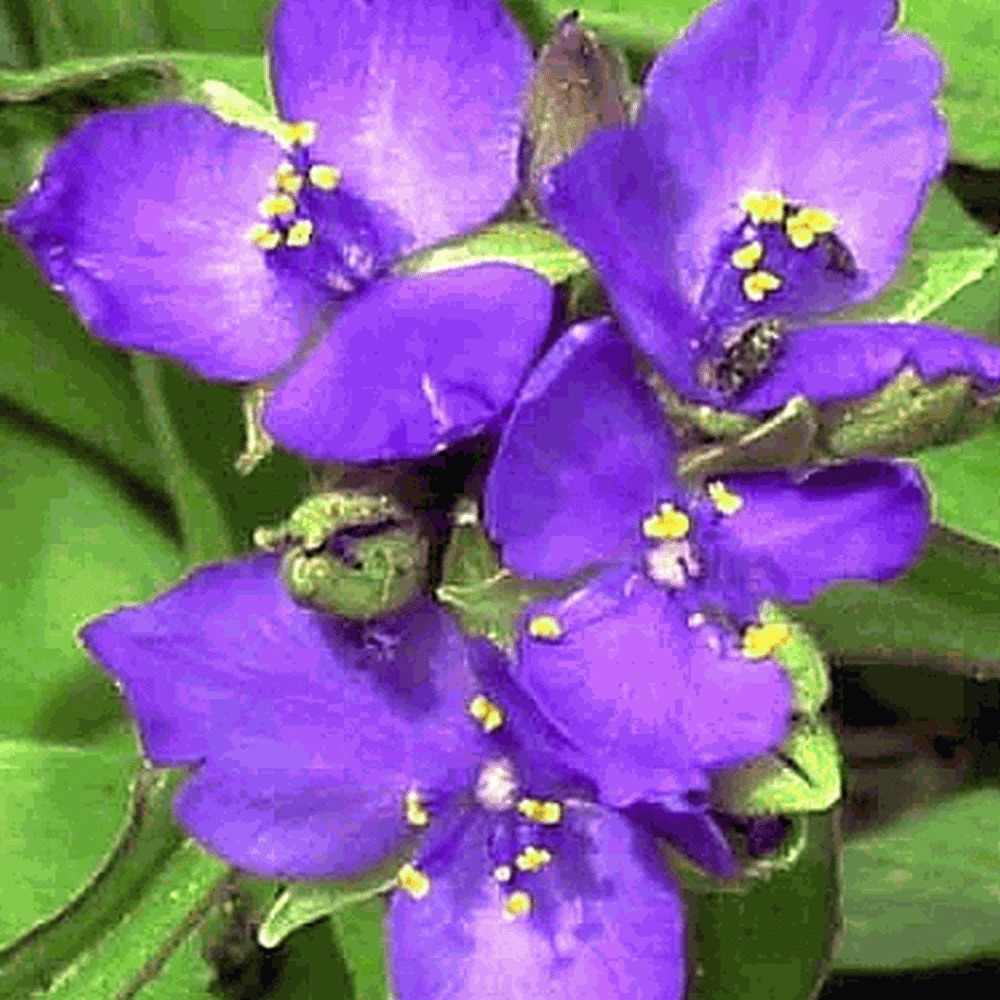 Everwilde Farms - 1 Lb Western Spiderwort Native Wildflower Seeds ...
