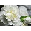 Seedville 50 Pink Rose Carnation (Dianthus Caryophyllus Grenadin) Plant ...