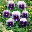 Outsidepride Pansy Beaconsfield Flower Seed - 2000 Seeds - Walmart.com