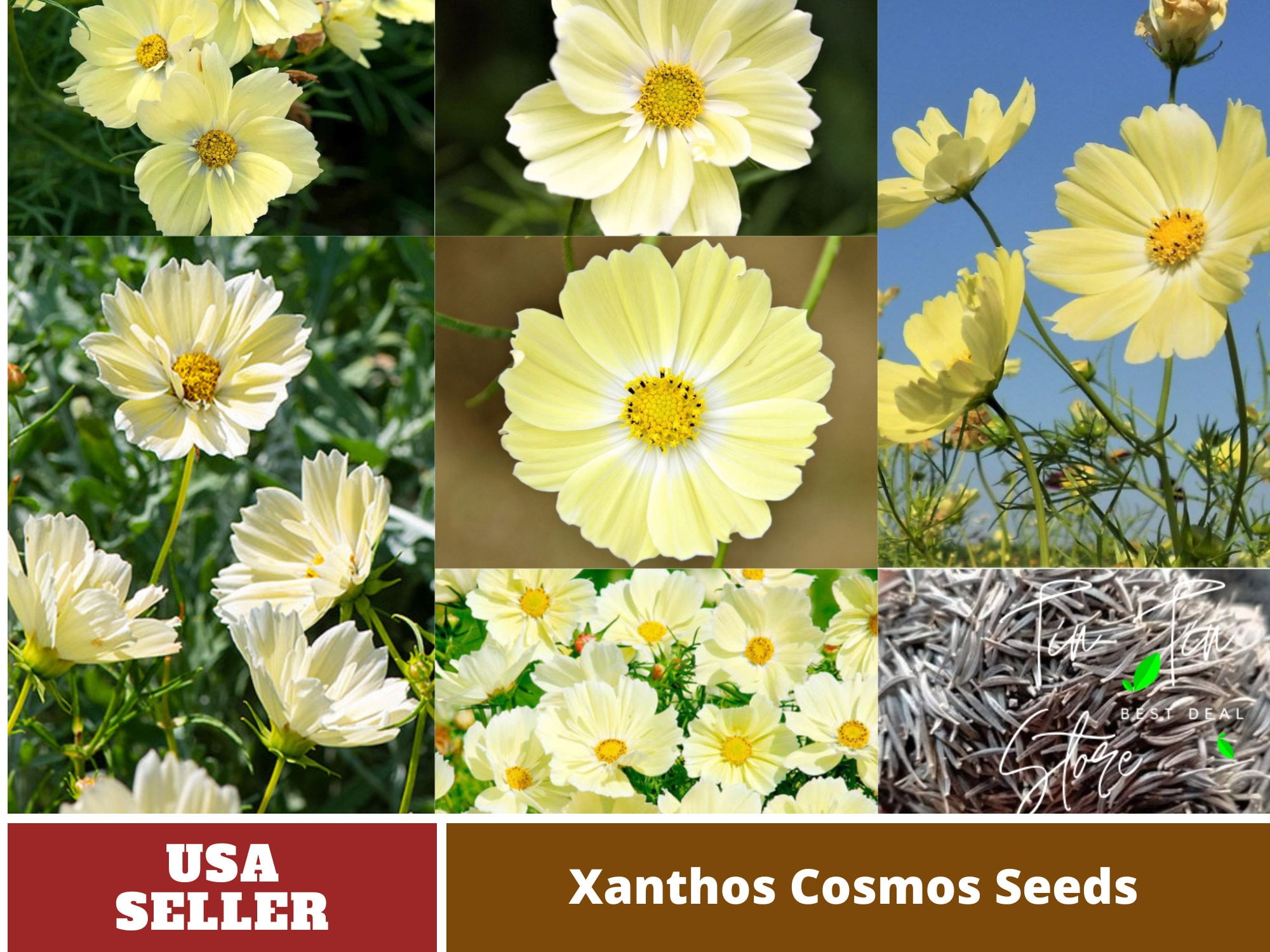 50+ Seeds-Cosmos Seeds -Xanthos-#L003-Authentic Seeds-Flowers-Seeds ...