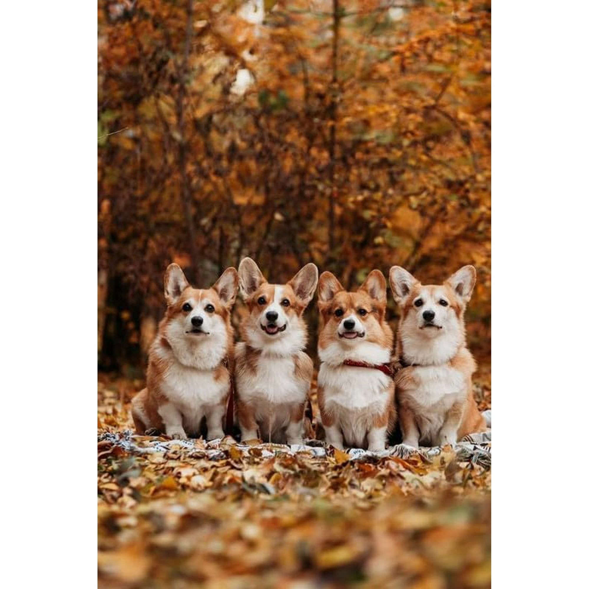 Click here for Wipblak 1000 Piece Jigsaw Puzzles For Adults Corgi... prices