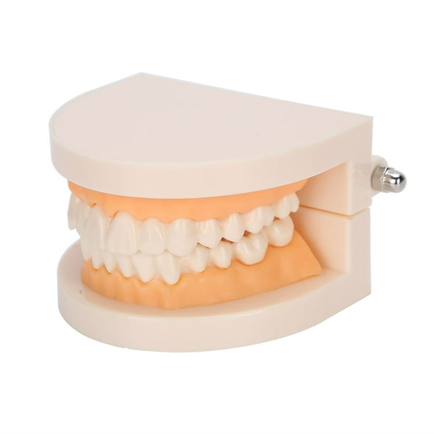 Modelo de dientes de demostración, modelo de dientes de enseñanza ...
