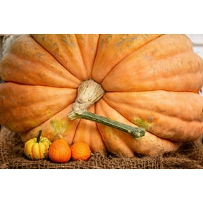 Dill's Atlantic Giant Pumpkin Seeds (10 Seeds) - These are The Record ...