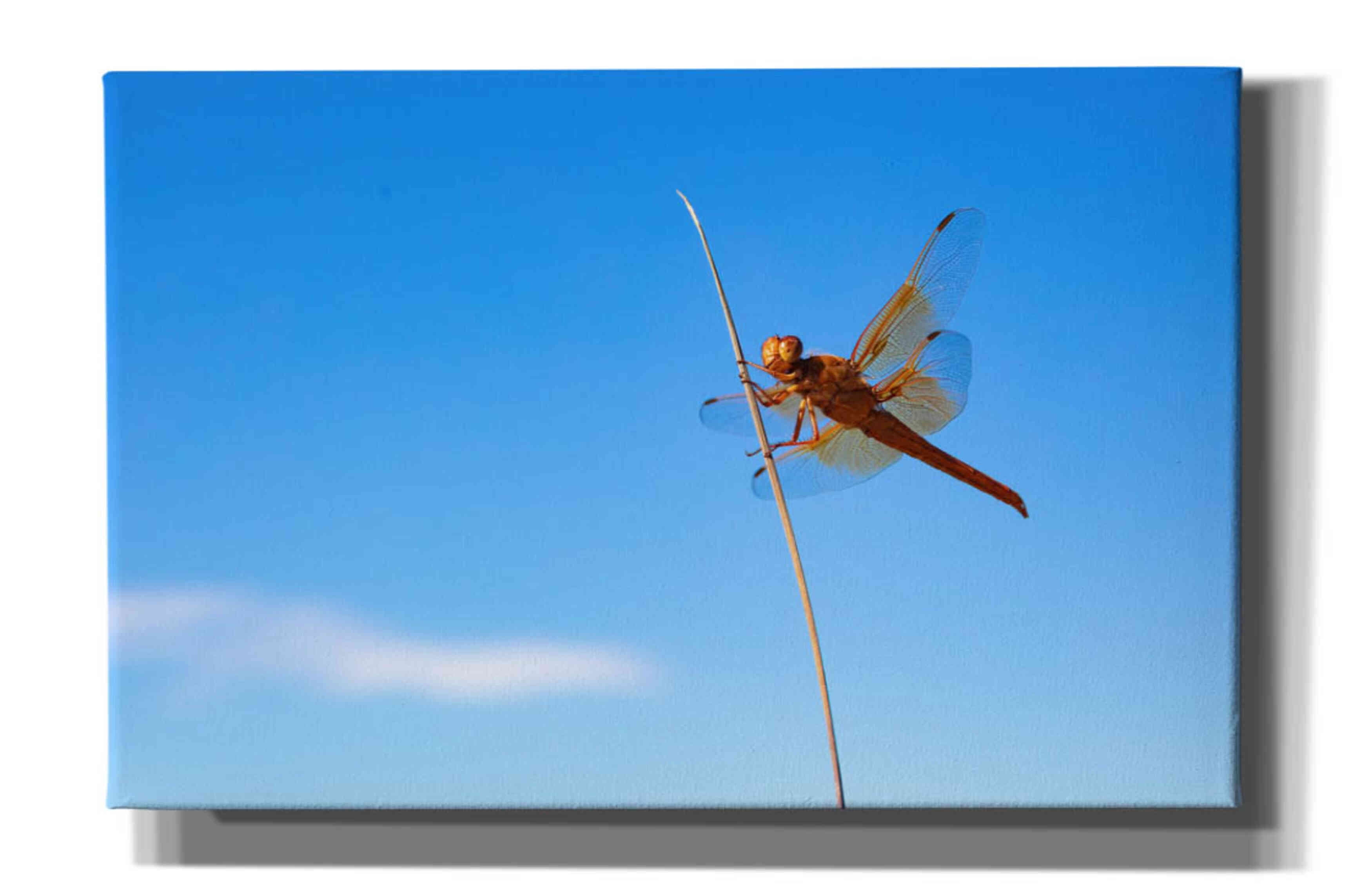 Epic Graffiti 'Utah - Insect' by Epic Portfolio, Canvas Wall Art, 40 ...