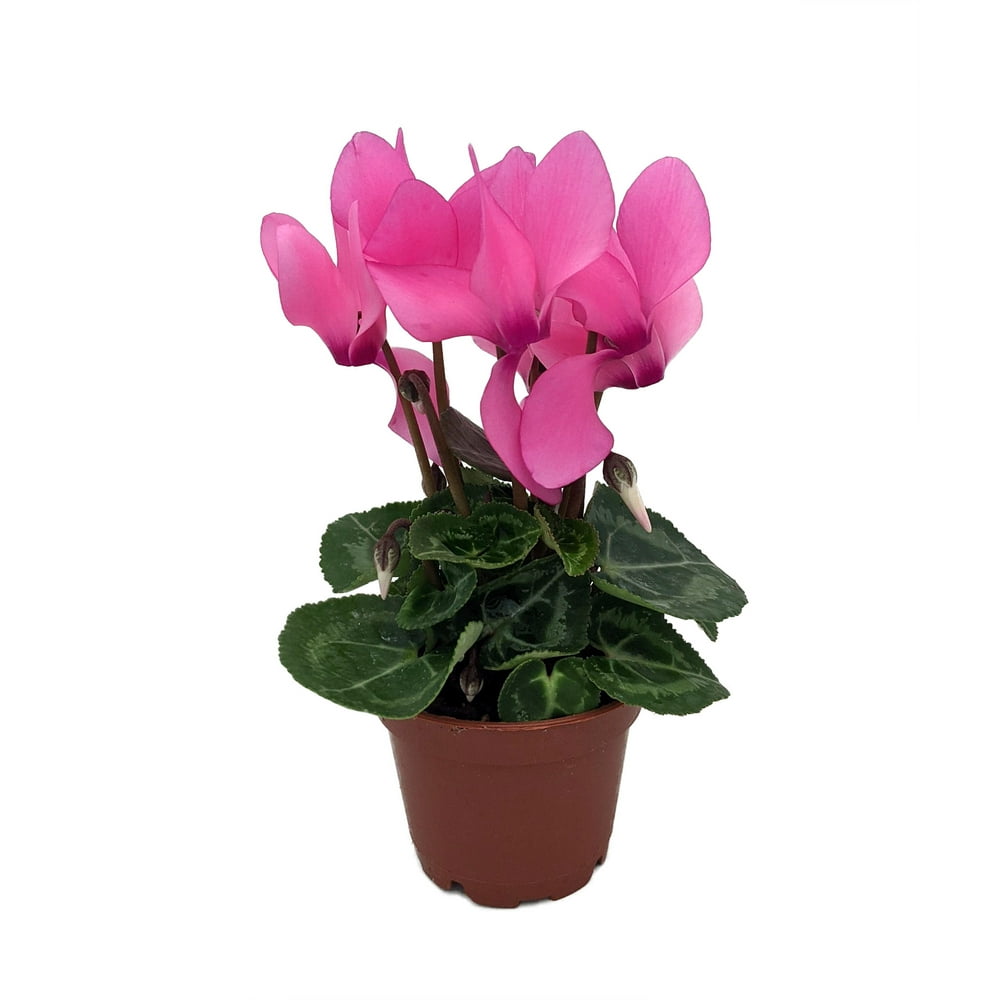 Bubblegum Pink Persian Violet - Cyclamen - House Plant - 2.5" Pot ...