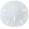Alabaster Murex Seashell 4-5" - Walmart.com