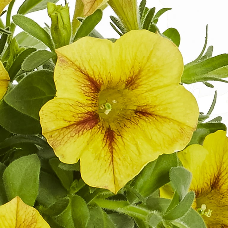 Yellow Petunia Flower
