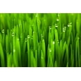 CZ Grain - 1 Lb Fresh Cat Grass Seeds for Planting, Nutritious Treat ...