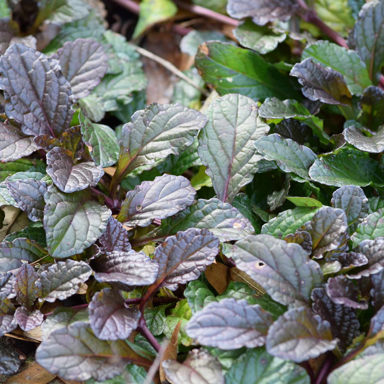 Mustard Garden Seeds - Purple Wave - 1 Lb - Non-GMO Vegetable & Herb ...