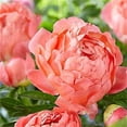 Blue Peony for Planting-(Non-Artificial)-No-fuss Cultivation & Fast ...