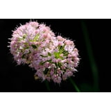 10 Seeds Mouse Garlic Allium Angulosum - Wild Garlic Pink Flower Herb ...