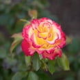 True Bloom Roses Dormant Live Shrub - Walmart.com