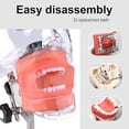 Place on Table ﻿Style Simple Head Model Dental Simulator Manikin ...