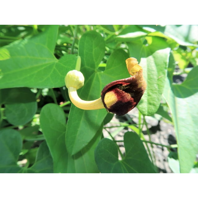 20 SLENDER DUTCHMAN'S PIPE Pipevine Aristolochia Debilis Deep Purple ...