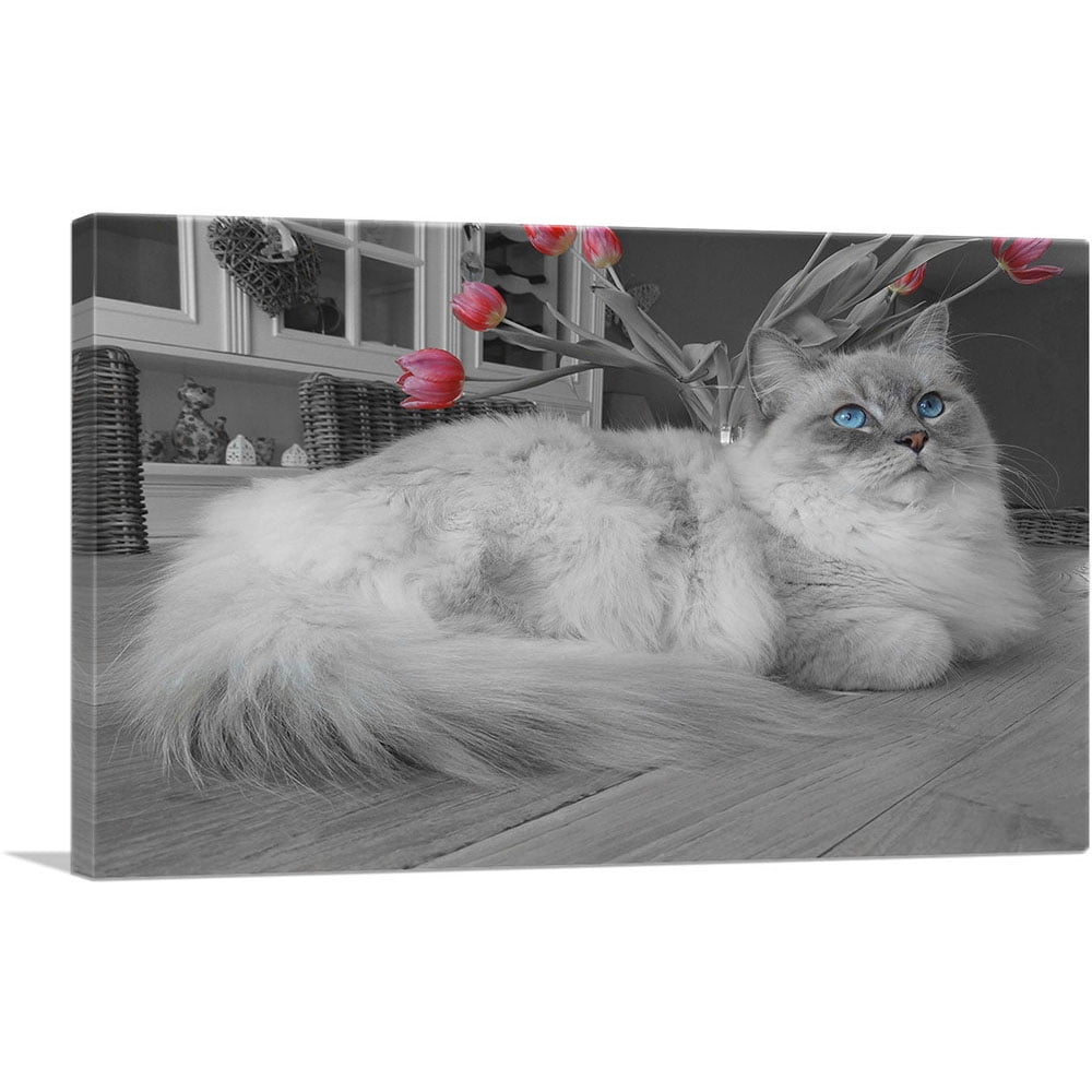 ARTCANVAS Ragdoll Blue Eyes Home decor Canvas Art Print - Size: 18" x ...