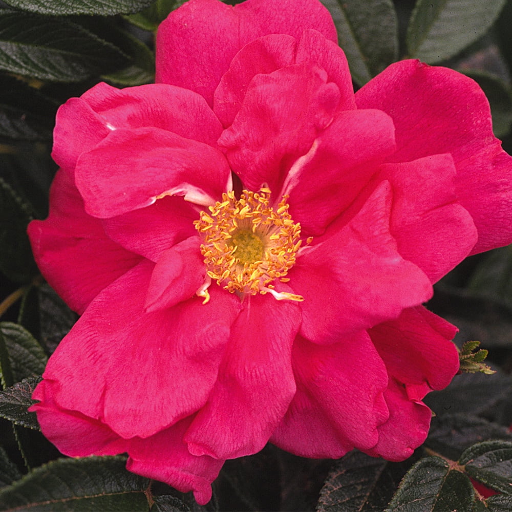 Heirloom Roses Fragrant Roses Live Plants - Purple Pavement Rugosa Rose ...